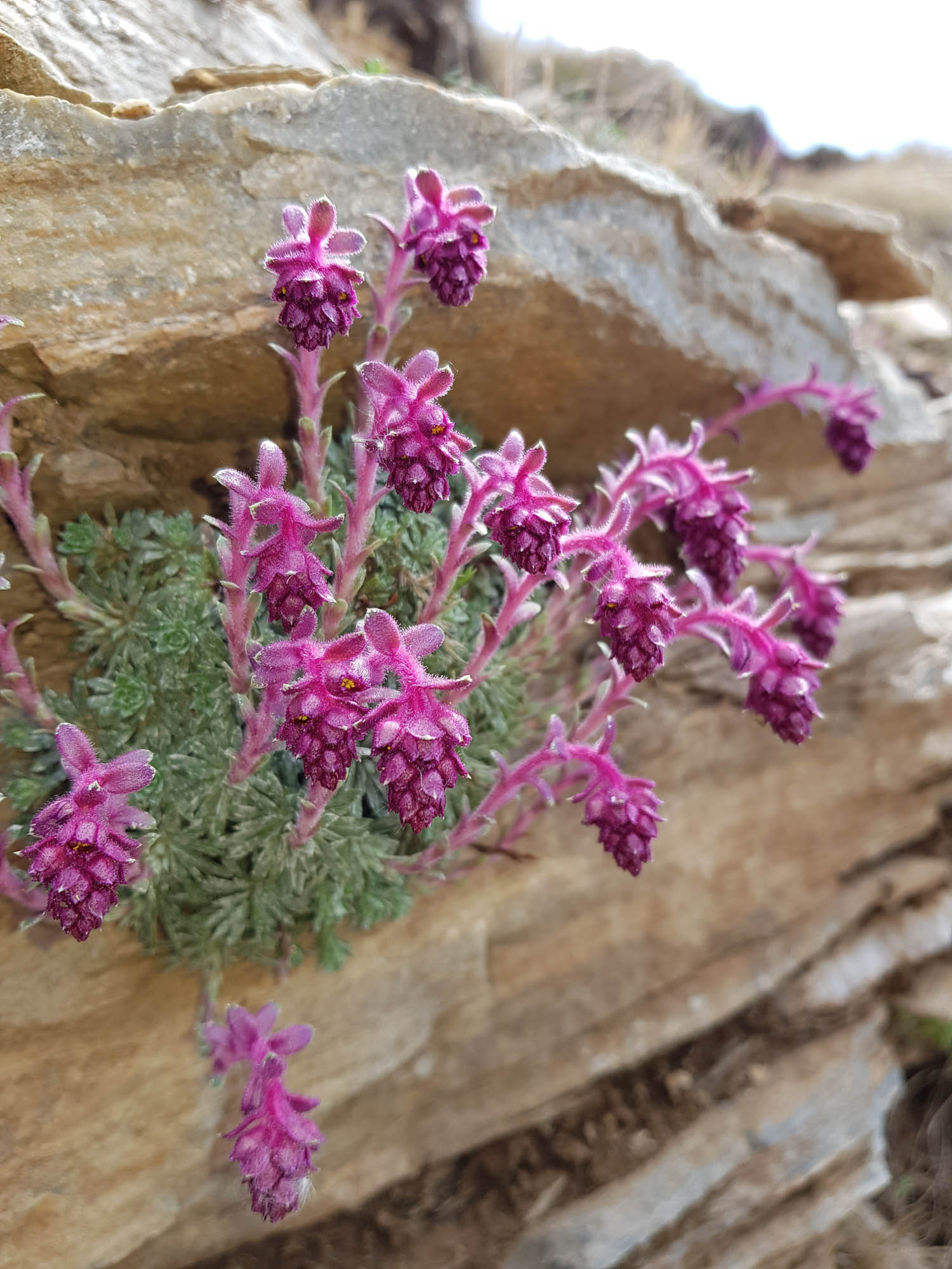 Greentours Natural History Holidays - Greek Rhodopi