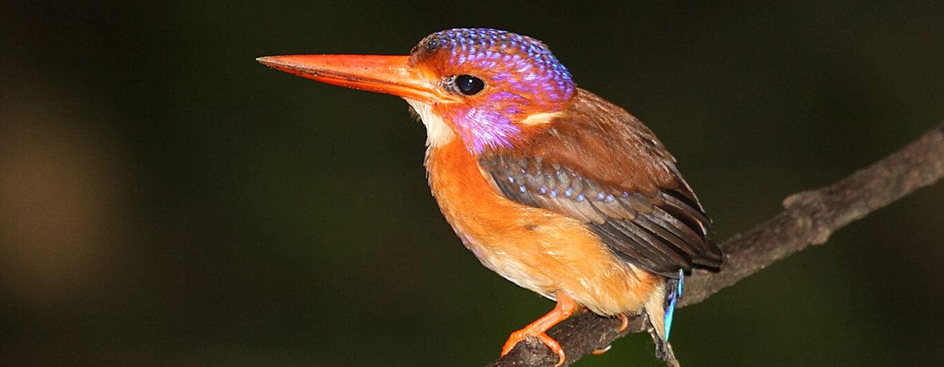 Greentours Natural History Holidays - Tours