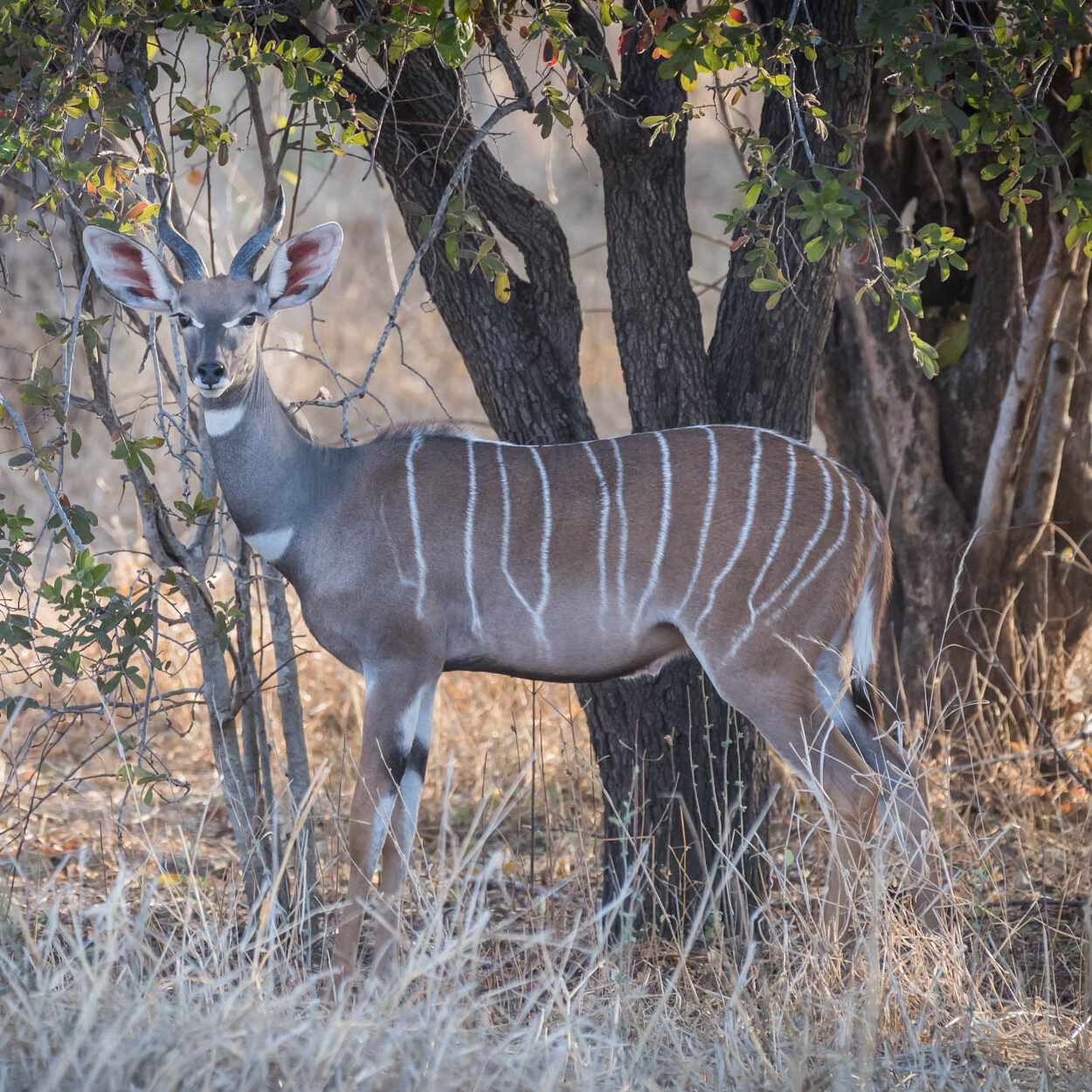 Greentours Natural History Holidays - Kenya & Northern Tanzania