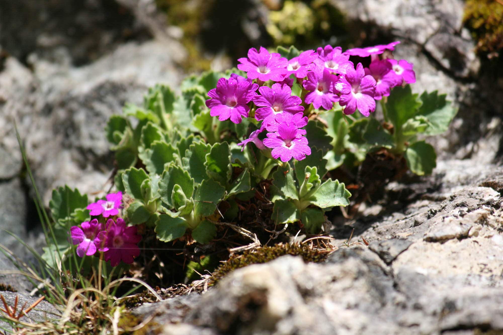 Greentours Natural History Holidays - Switzerland